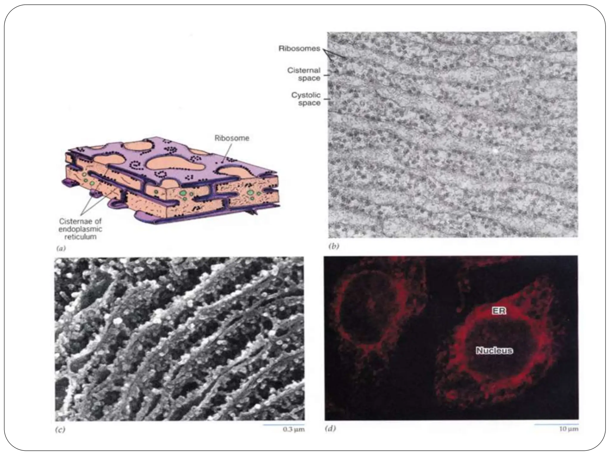 Endoplasmic system (structure and function)) | PPTX