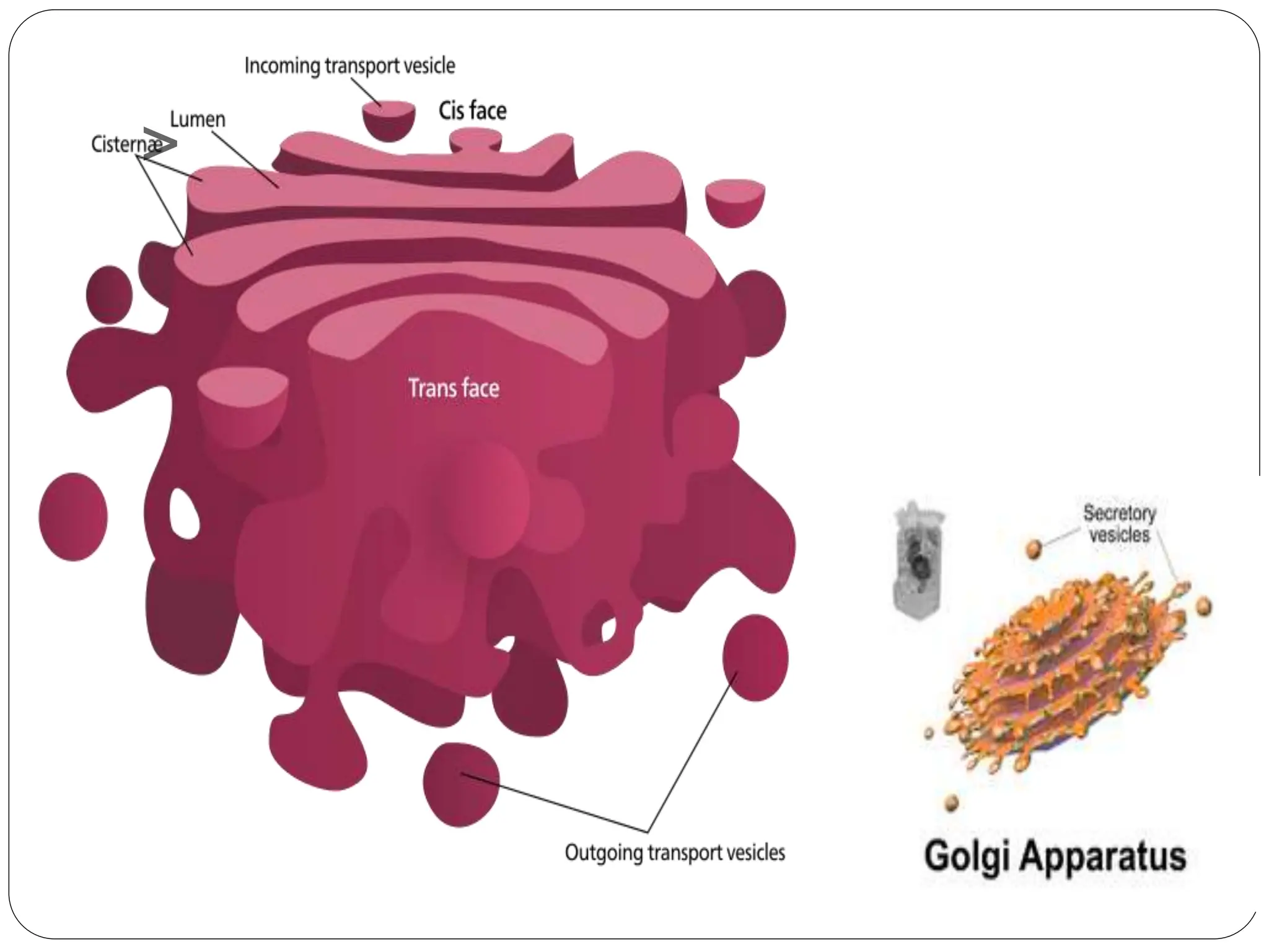 Endoplasmic system (structure and function)) | PPTX