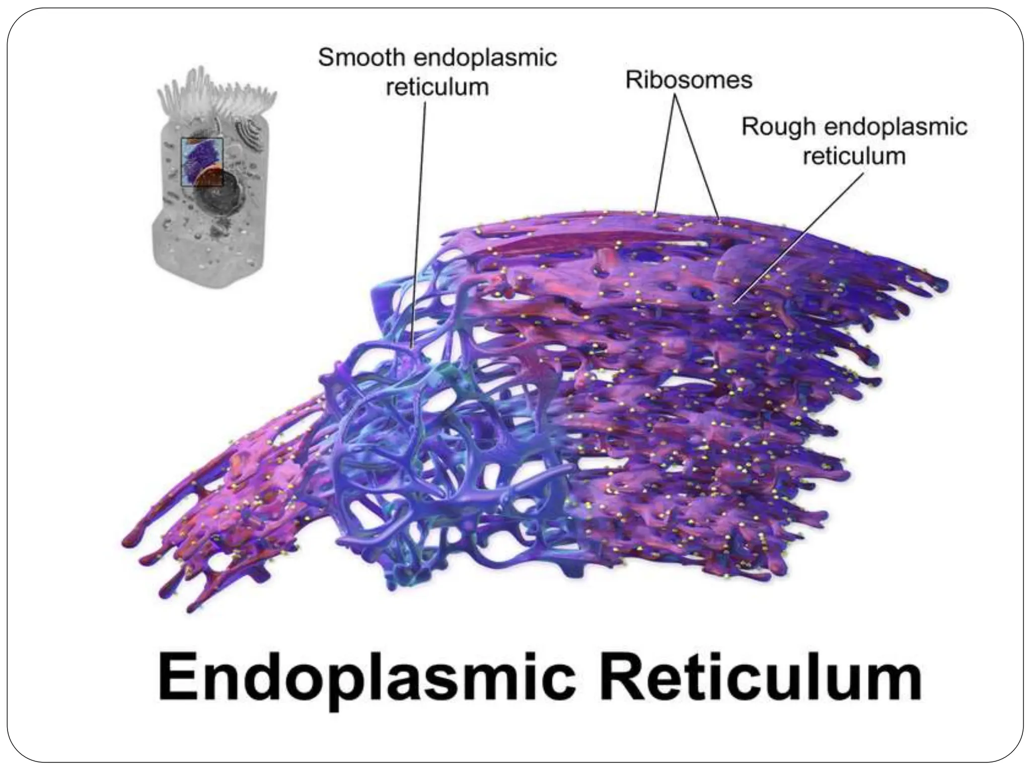 Endoplasmic system (structure and function)) | PPTX