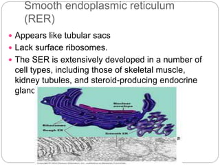 Endoplasmic system (structure and function)) | PPTX