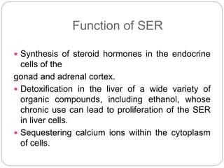 Endoplasmic system (structure and function)) | PPTX