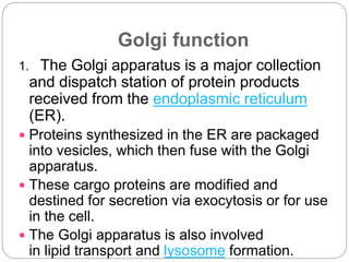 Endoplasmic system (structure and function)) | PPTX