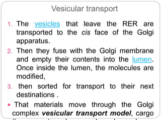Endoplasmic system (structure and function)) | PPTX