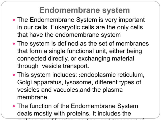 Endoplasmic system (structure and function)) | PPT