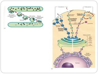Endoplasmic system (structure and function)) | PPTX