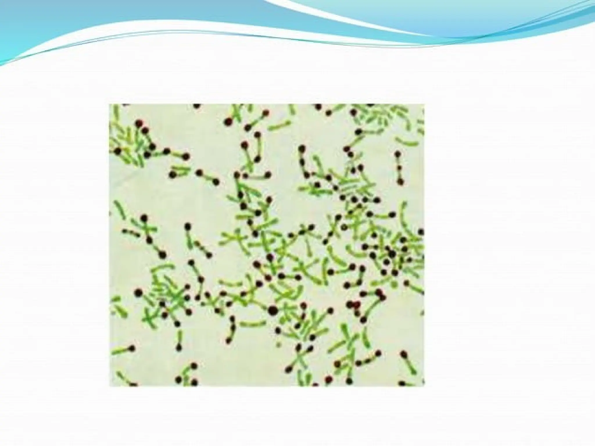 lec microorganisms about bacteria and it rules | PPTX