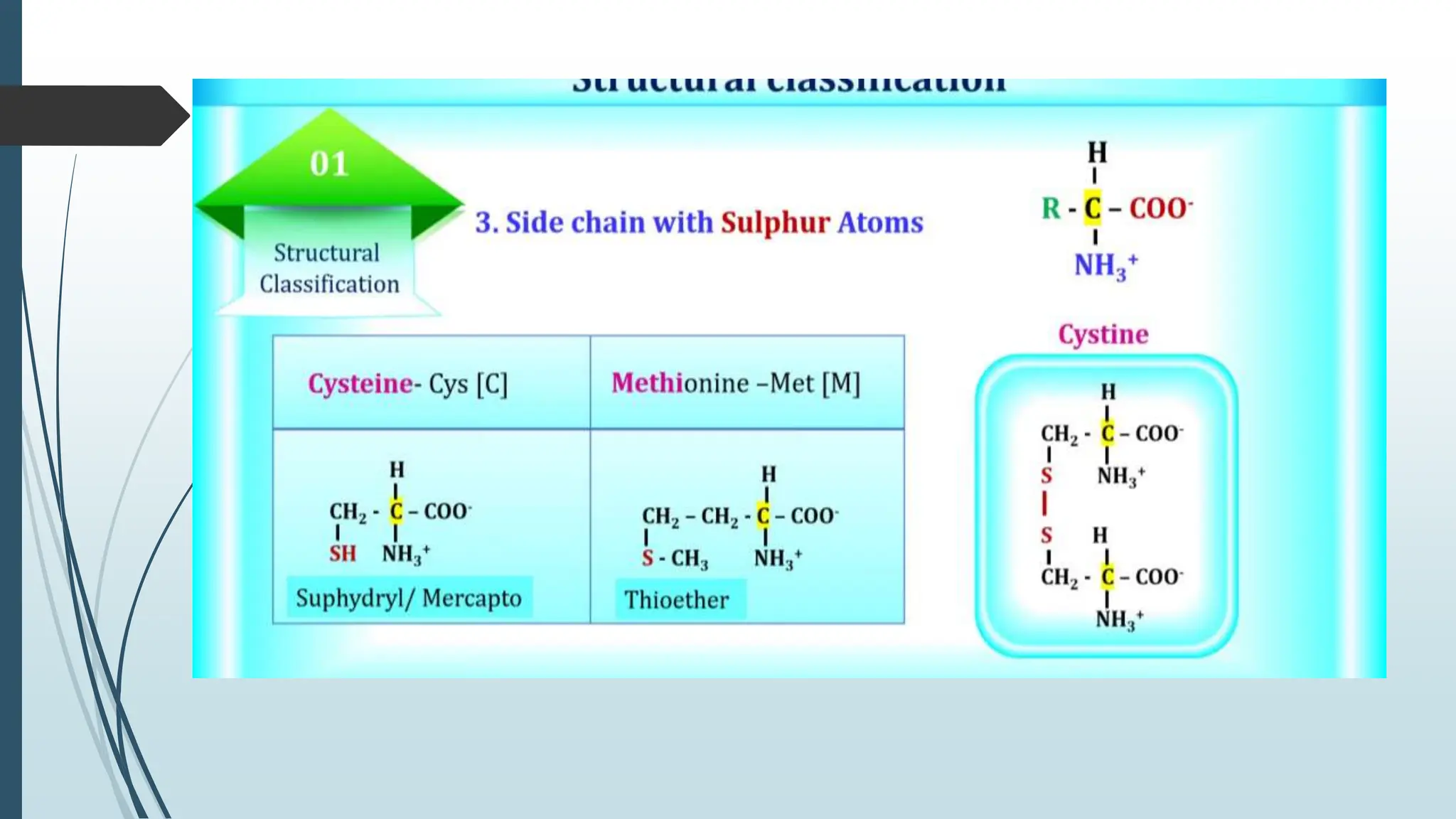 Lec 7 - Amino acids bio-chemistry - Copy.pptx