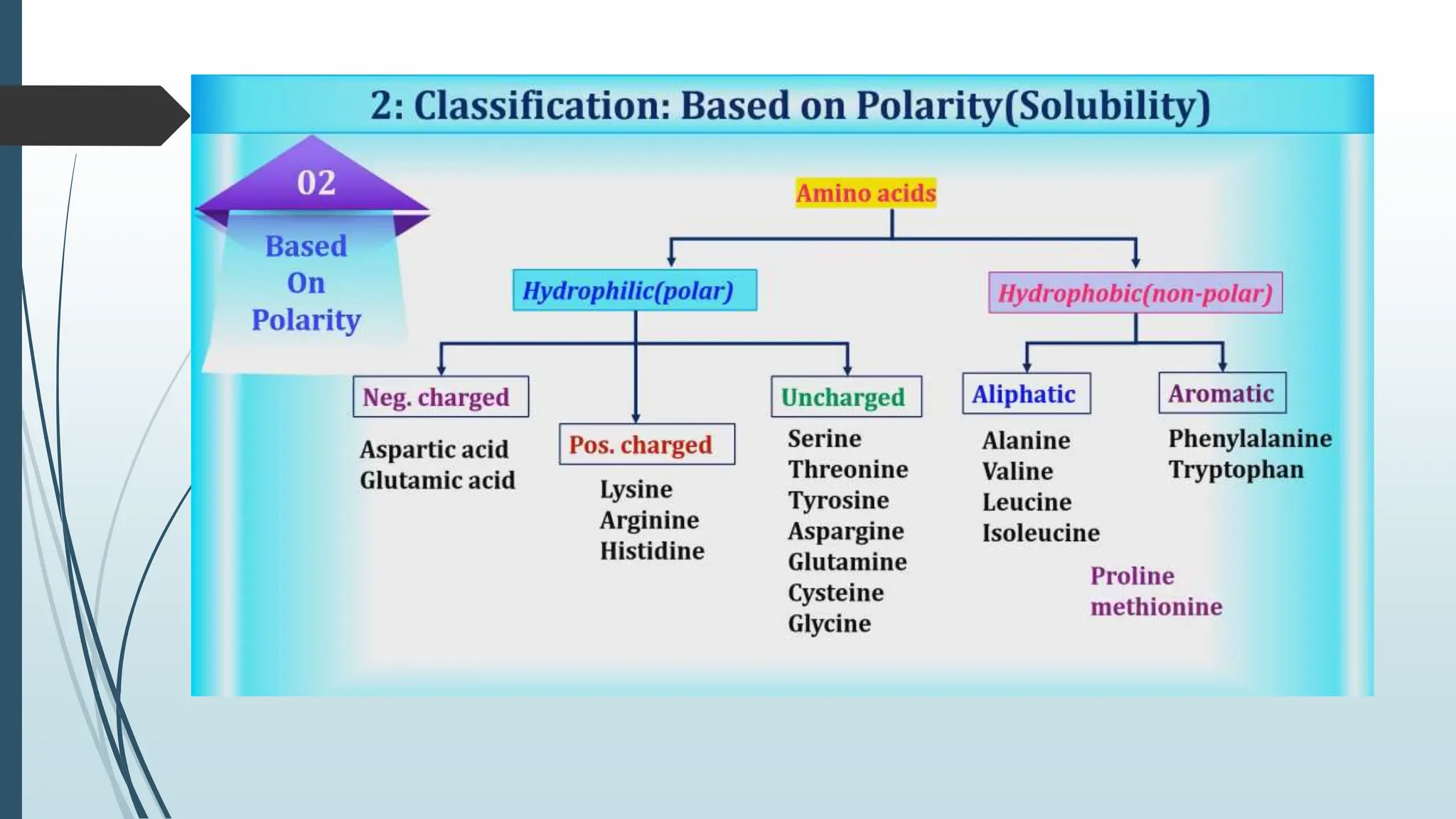 Lec 7 - Amino acids bio-chemistry - Copy.pptx