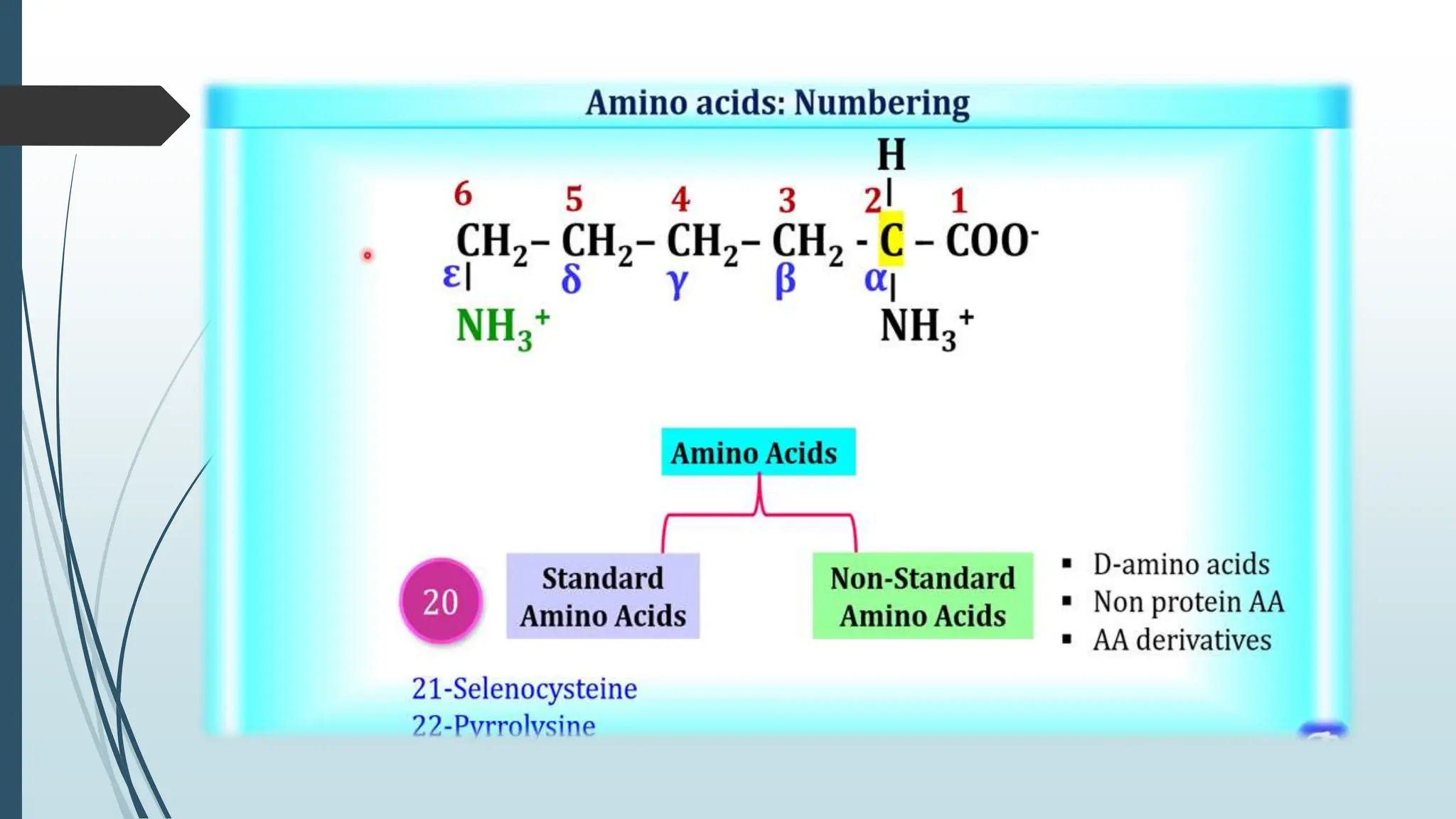 Lec 7 - Amino acids bio-chemistry - Copy.pptx