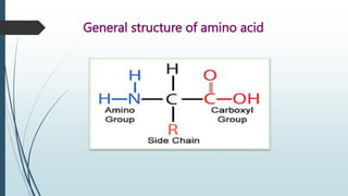 Lec 7 - Amino acids bio-chemistry - Copy.pptx
