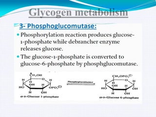 GLYCOGEN METABOLISM | PPTX