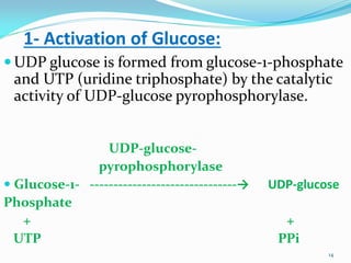 Lec 7 level 3-nu (carbohydrate metabolism iii) | PPT