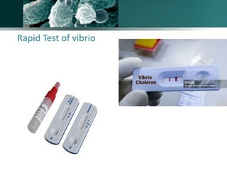 lec7- vibrio cholera - theoretical bacteriology.pptx