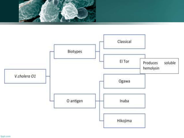 lec7- vibrio cholera - theoretical bacteriology.pptx