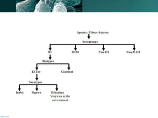 lec7- vibrio cholera - theoretical bacteriology.pptx