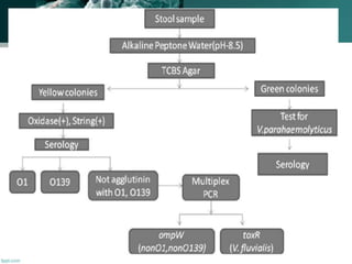 lec7- vibrio cholera - theoretical bacteriology.pptx