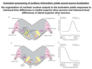 COGS 107B - Winter 2010 - Lecture 7 - Auditory System I | PPT