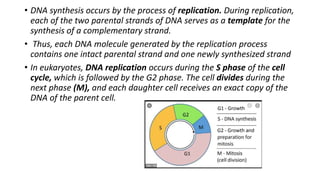 Replication of DNA | PPT