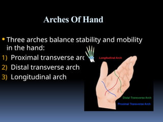 Understanding anatomy of upper limb lecture | PPT