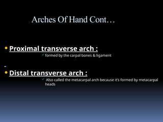 Understanding anatomy of upper limb lecture | PPT
