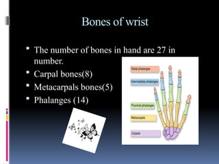 Understanding anatomy of upper limb lecture | PPT
