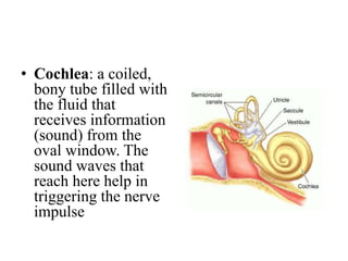 lecture of hearing psychology 7b.presentation | PPT