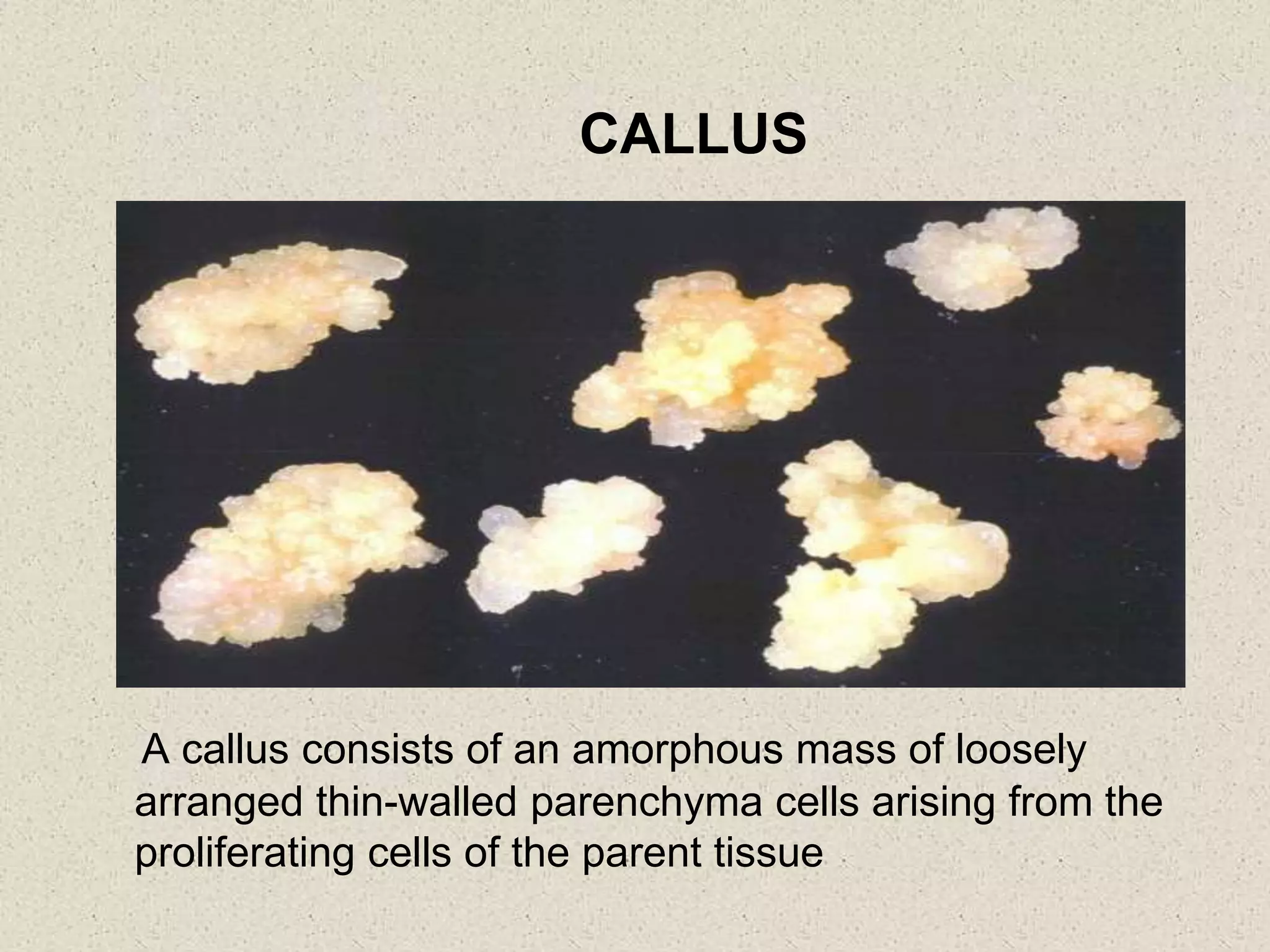 lec 7 Callus & Sus culture.ppt