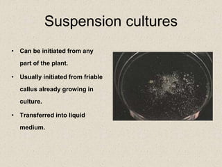 lec 7 Callus & Sus culture.ppt