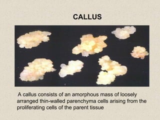 lec 7 Callus & Sus culture.ppt