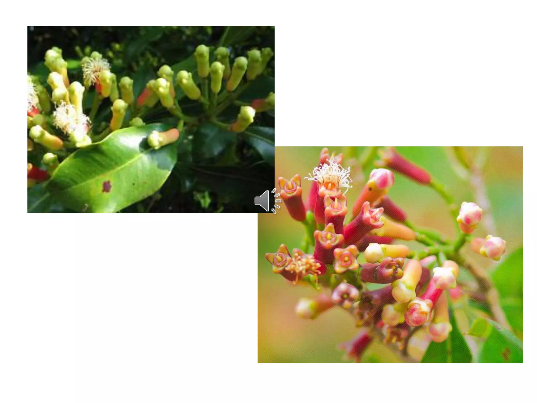 Lec 7 Clove.edited pptx-23.pptx