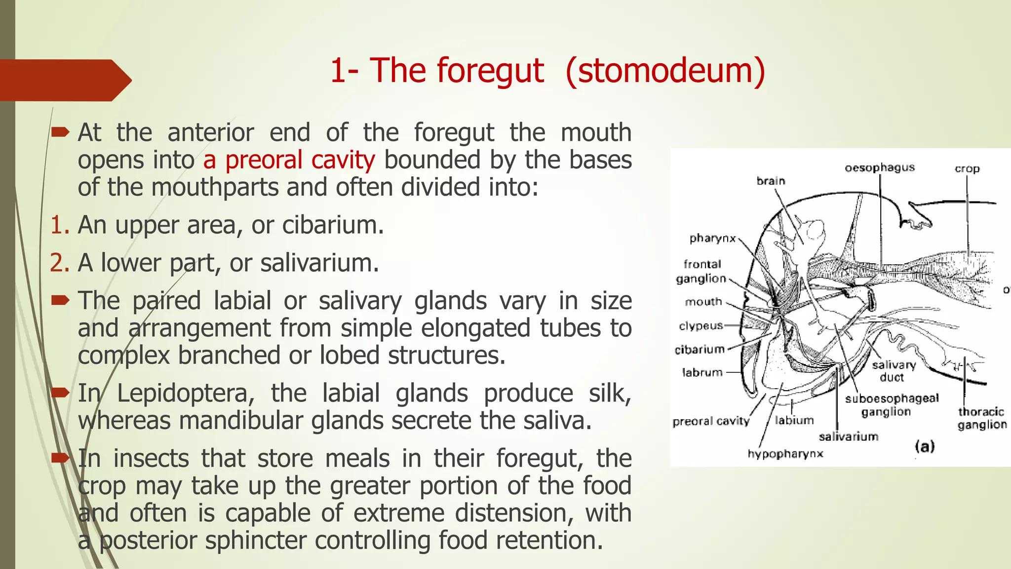 Insect Digestive System | PPTX