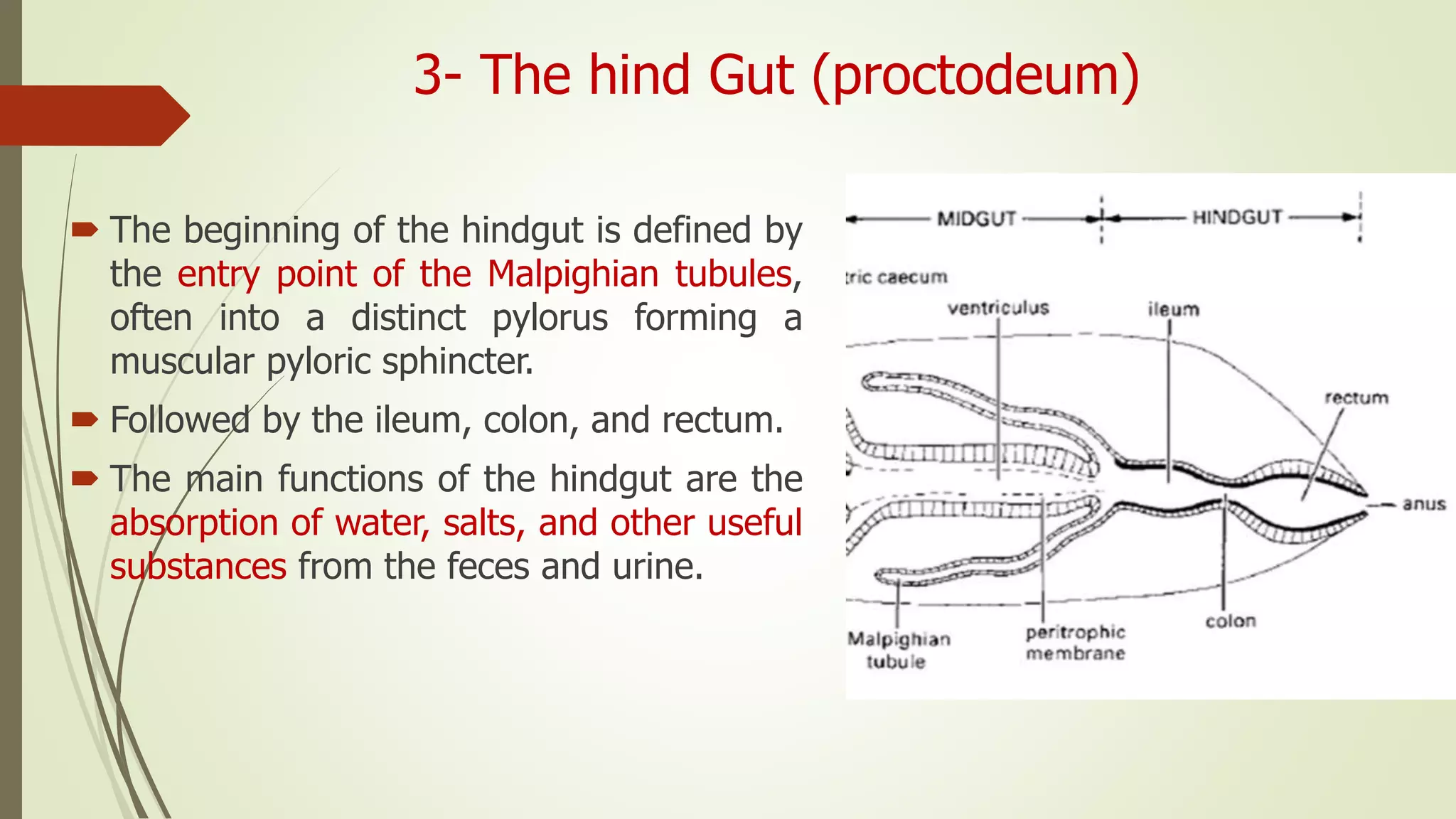 Insect Digestive System | PPTX
