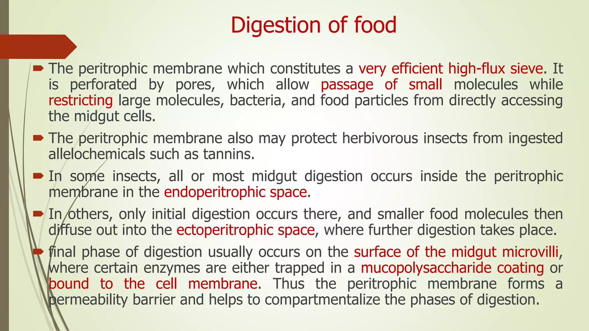 Insect Digestive System | PPTX