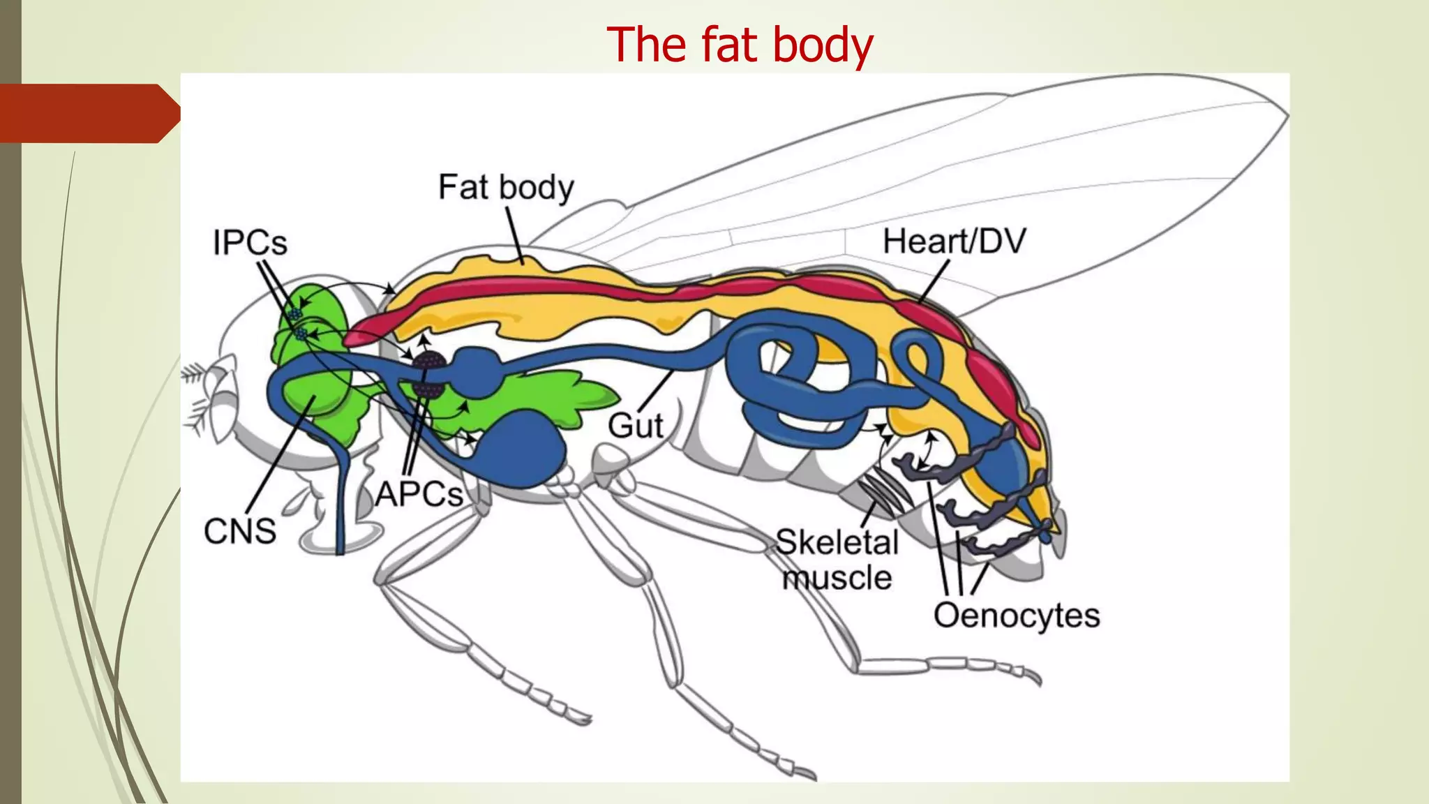 Insect Digestive System | PPTX