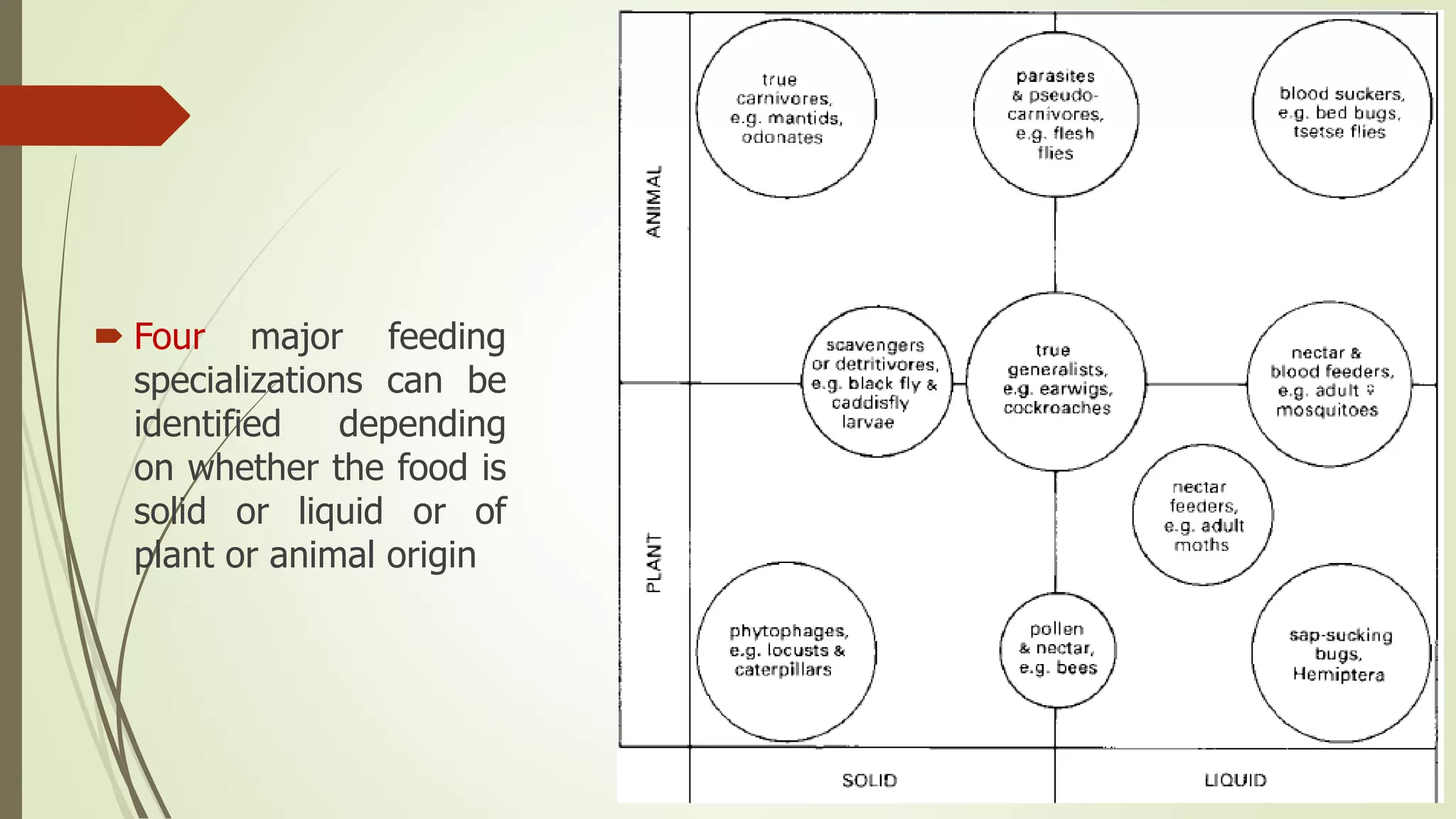 Insect Digestive System | PPTX