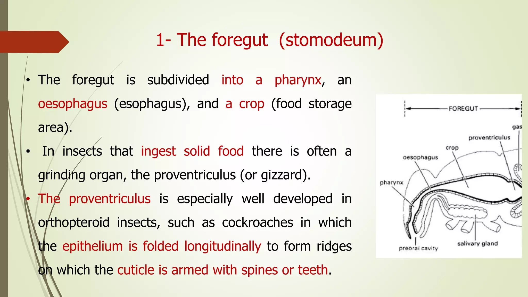 Insect Digestive System | PPTX