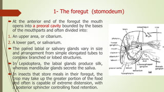 Insect Digestive System | PPTX