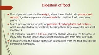Insect Digestive System | PPTX
