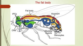Insect Digestive System | PPTX