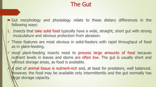 Insect Digestive System | PPTX