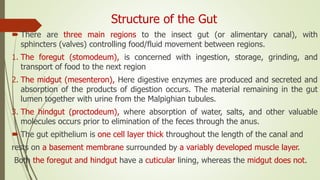Insect Digestive System | PPTX