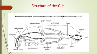 Insect Digestive System | PPTX