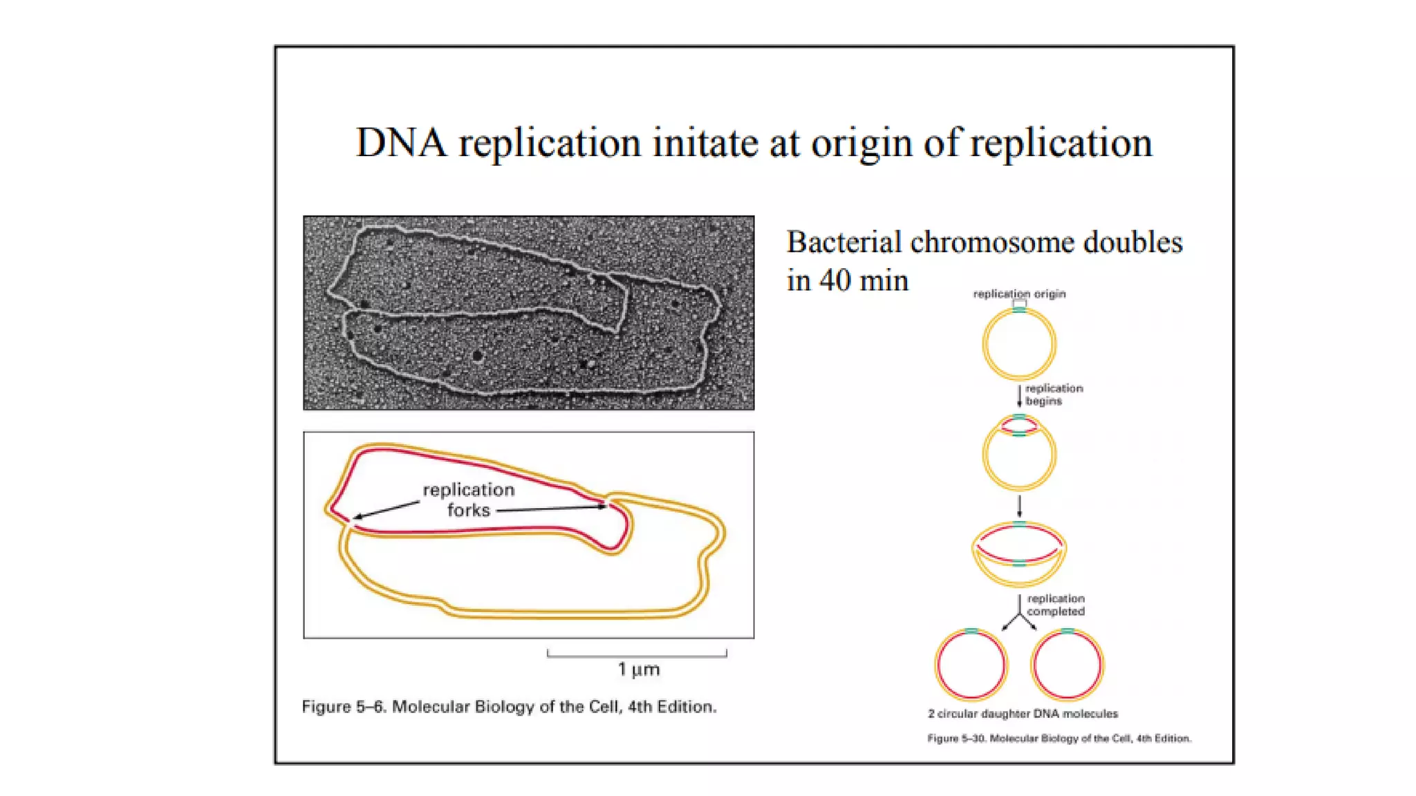 LEC#7 DNA Replication and Repair.pdf