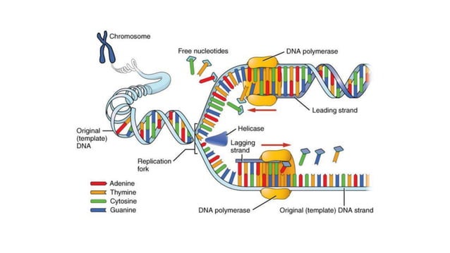 LEC#7 DNA Replication and Repair.pdf