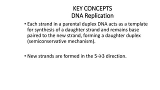 LEC#7 DNA Replication and Repair.pdf