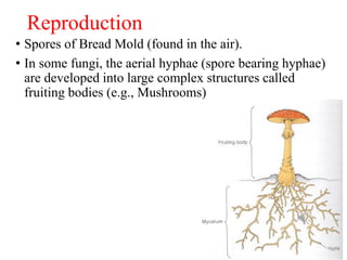 Introduction into Fungi sciences for pharmacy students | PPT