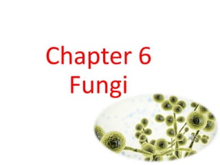 Introduction into Fungi sciences for pharmacy students | PDF