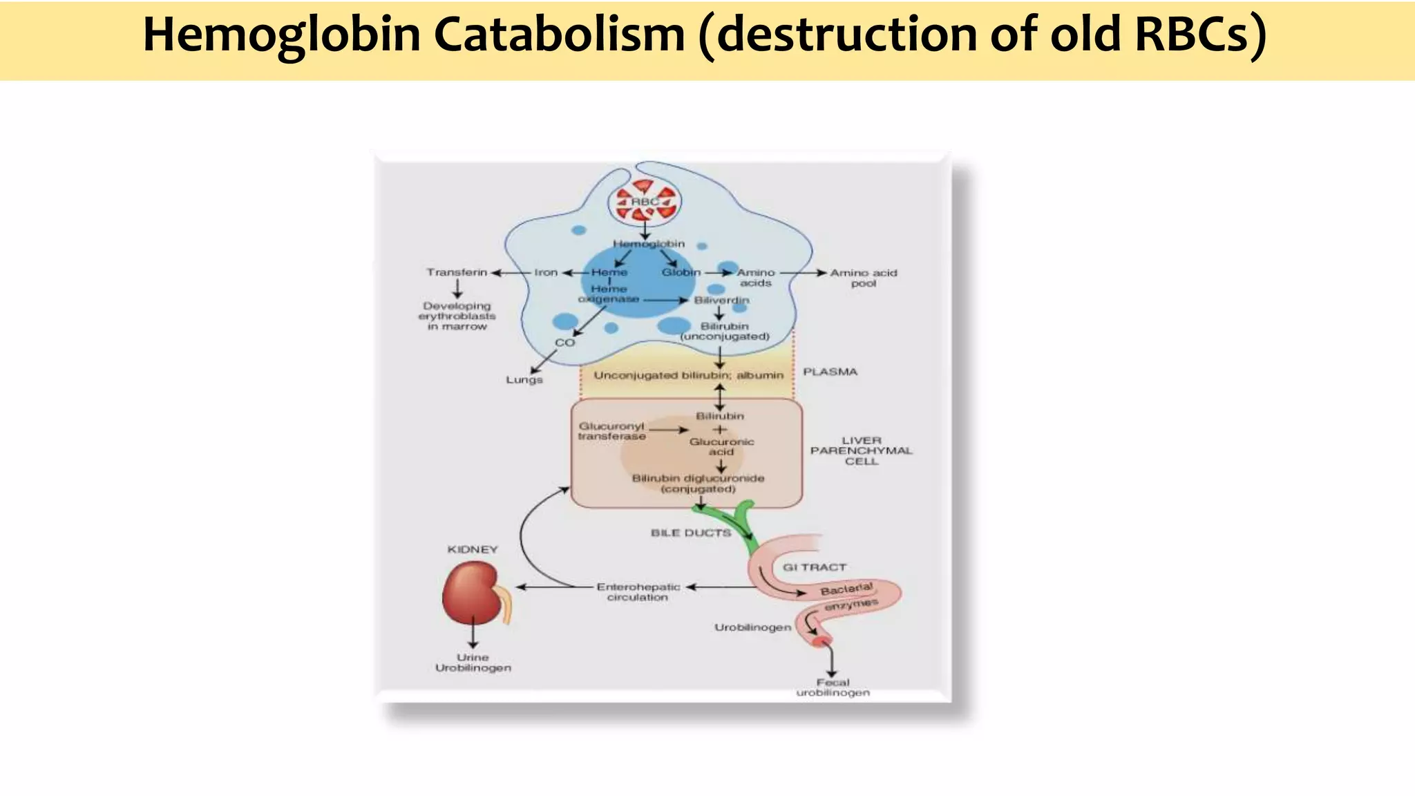 lec_7_hematology_iron_metabolism.pptx
