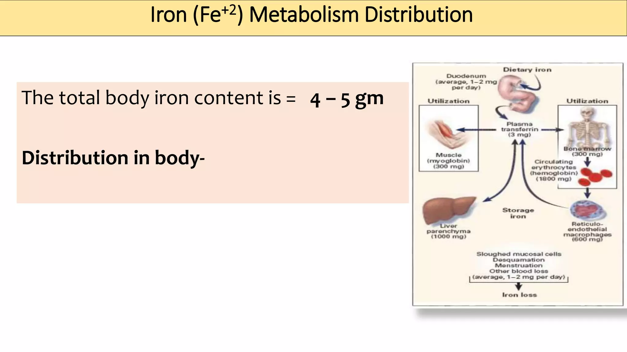 lec_7_hematology_iron_metabolism.pptx
