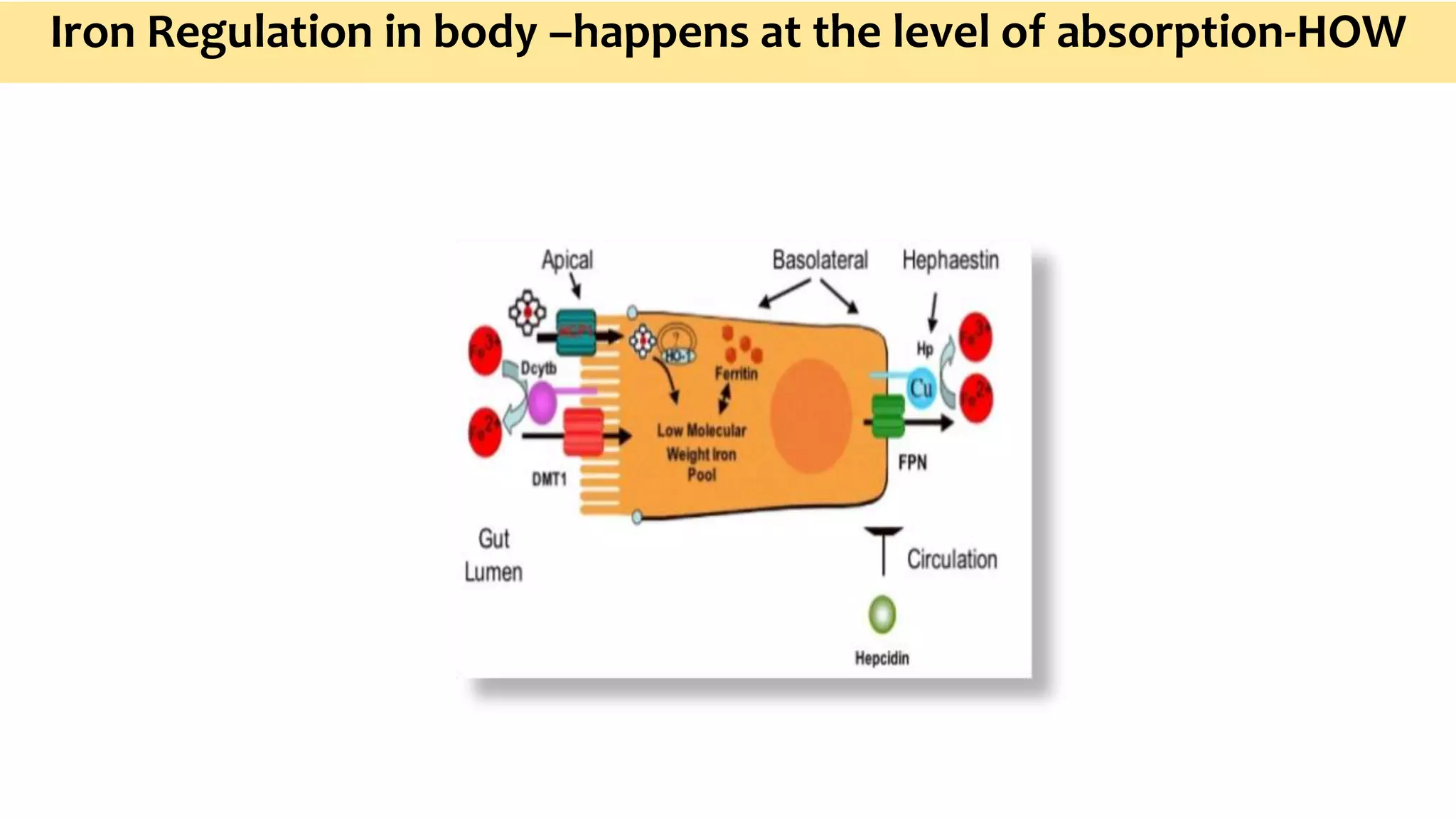 lec_7_hematology_iron_metabolism.pptx | Blood Disorders | Diseases and ...